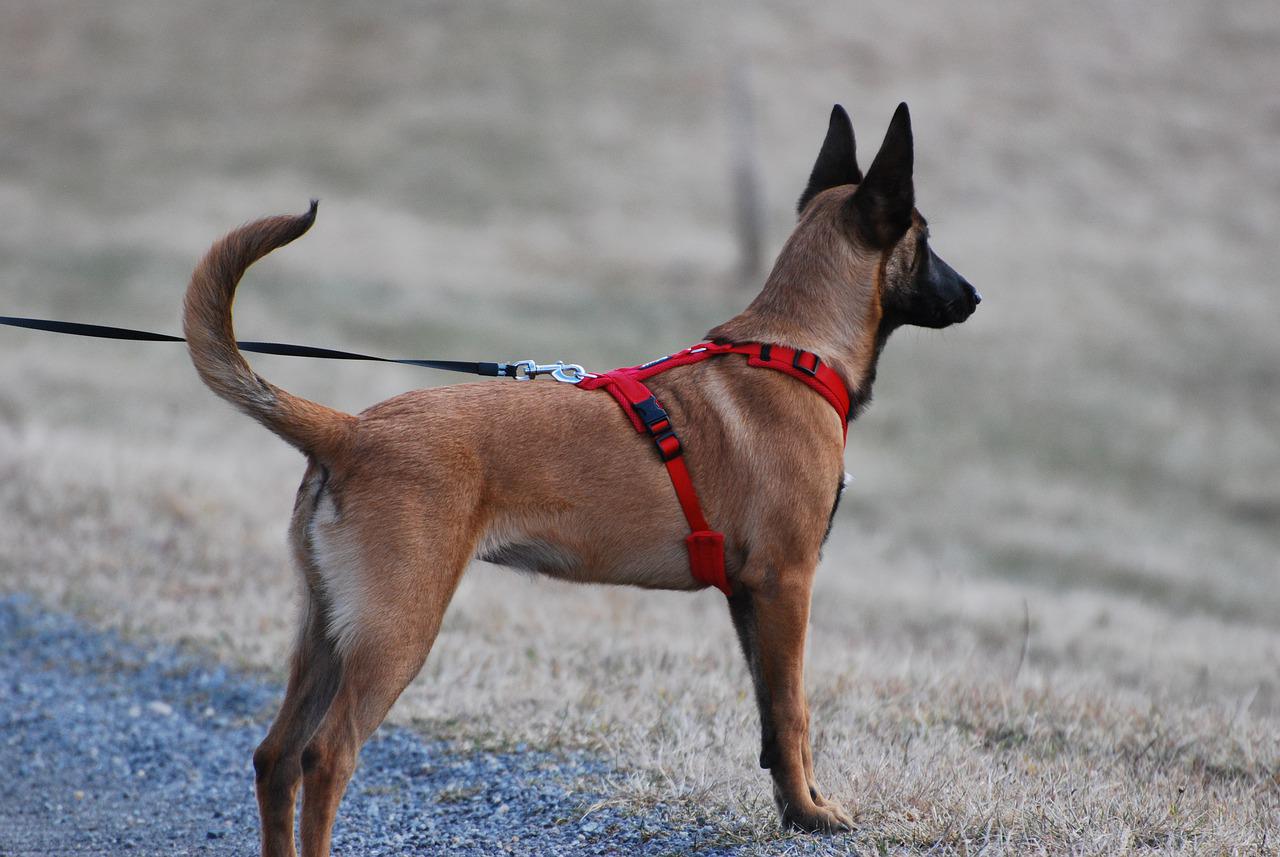 Dog Harness Fitting Guide For Your Dog